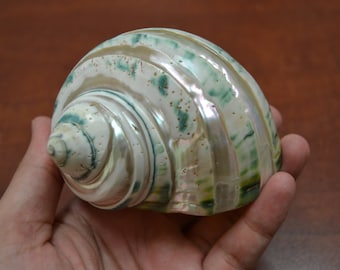 Polished GREEN JADE Banded Turbo Hermit CRAB Sea Shell 3 - Etsy