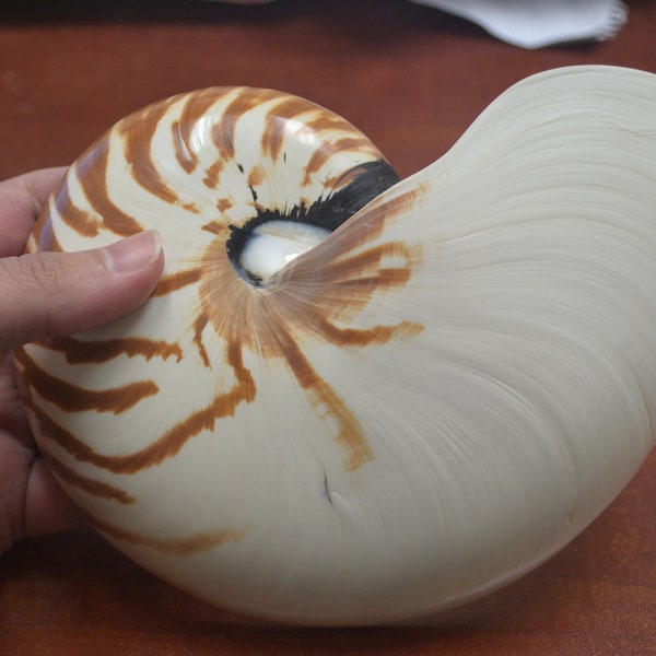 Chambered Nautilus - Etsy
