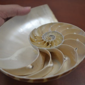 Natural CHAMBERED NAUTILUS Sea SHELL Cut Sliced Beach Craft - Etsy