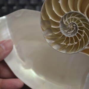 Striped CHAMBERED NAUTILUS SHELL Sliced 6 - Etsy