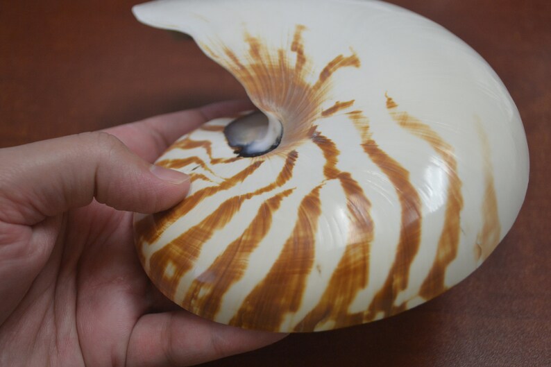 Natural CHAMBERED NAUTILUS Sea SHELL Cut Sliced Beach Craft - Etsy