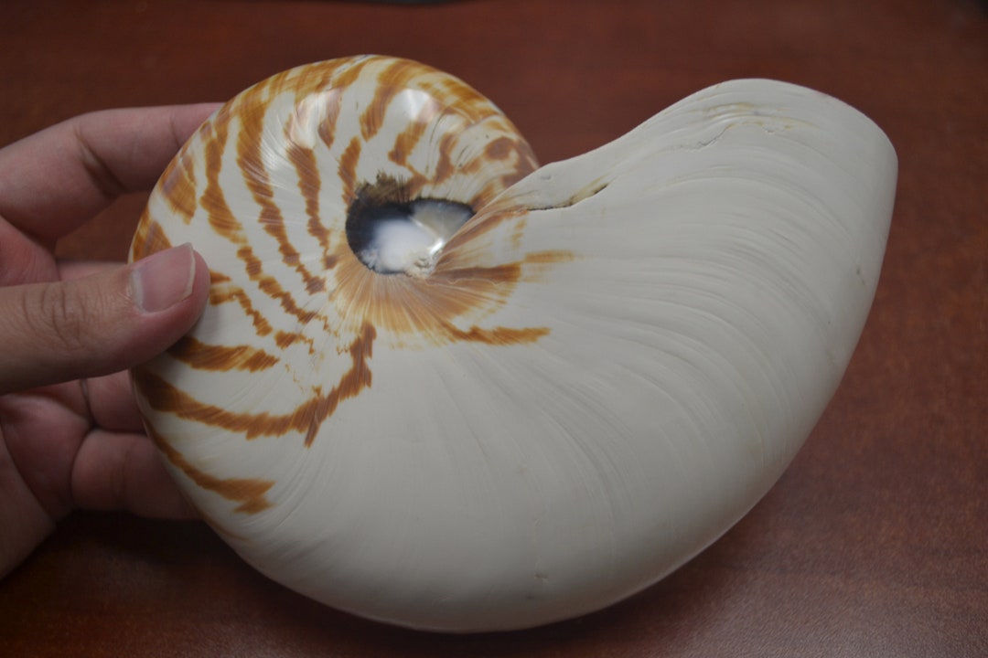 Natural CHAMBERED NAUTILUS Sea SHELL Cut Sliced Beach Craft - Etsy