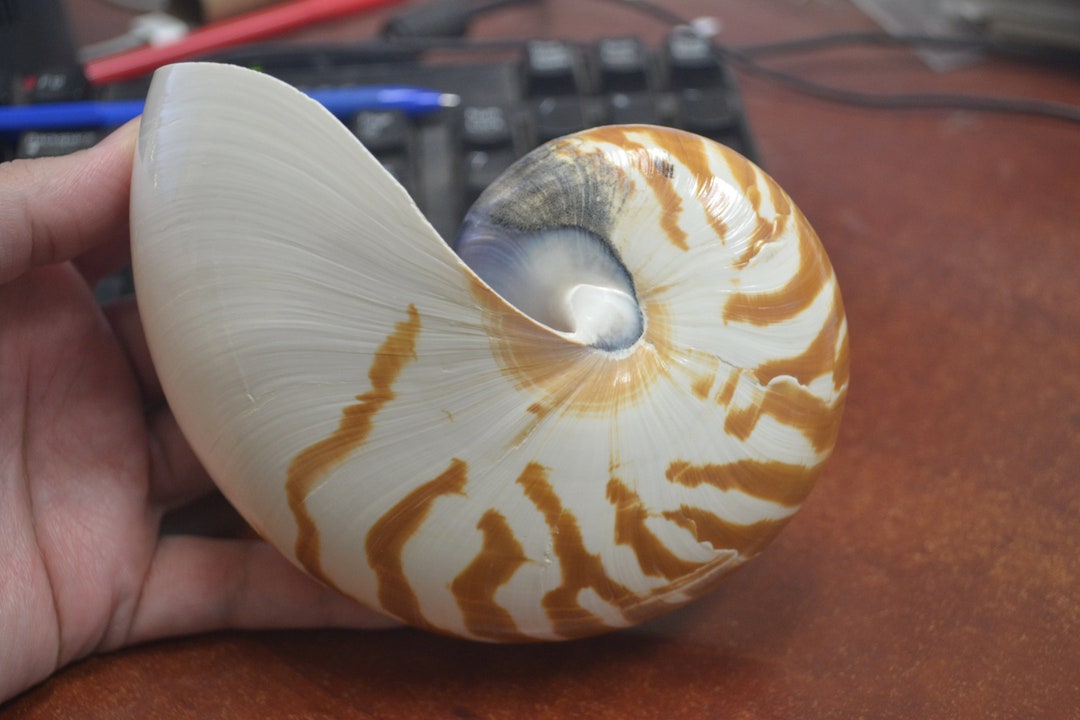 Natural CHAMBERED NAUTILUS Sea SHELL Cut Sliced 5 1/2 - Etsy