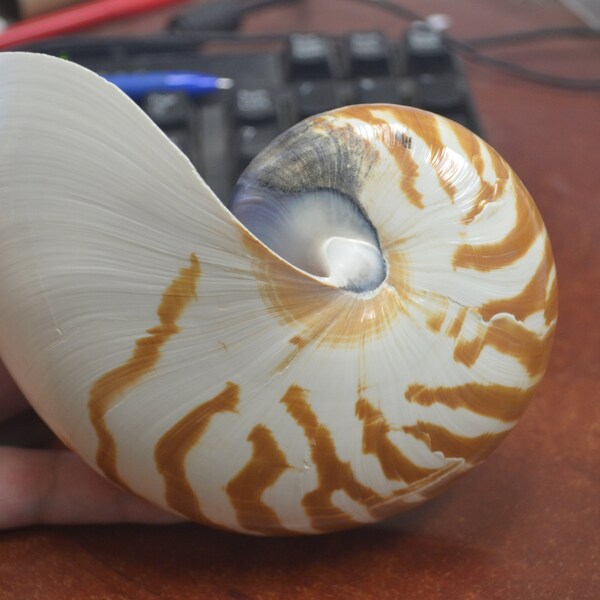 Chambered Nautilus - Etsy