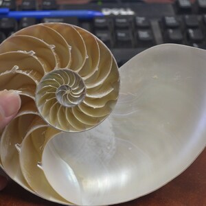 Natural CHAMBERED NAUTILUS Sea SHELL Cut Sliced Beach Craft 6 - Etsy