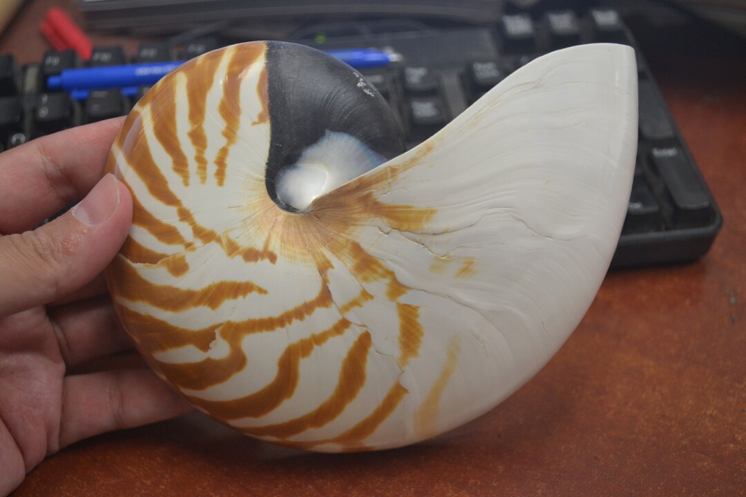 Natural CHAMBERED NAUTILUS Sea SHELL Cut Sliced 6 1/2 - Etsy