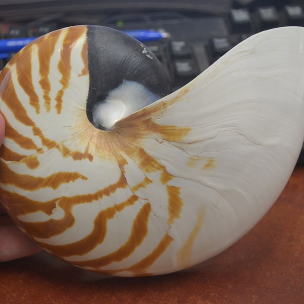 Chambered Nautilus - Etsy