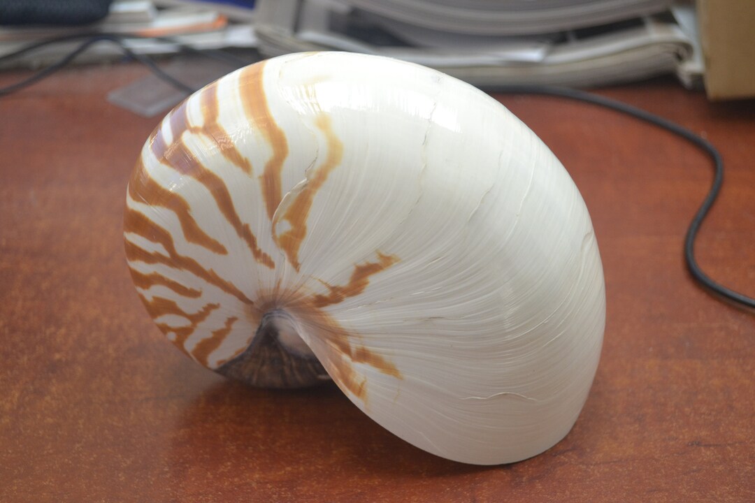 Brown Stripe CHAMBERED NAUTILUS Sea SHELL 6 1/2 - Etsy