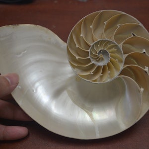 Natural CHAMBERED NAUTILUS Sea SHELL Cut Sliced Beach Craft - Etsy