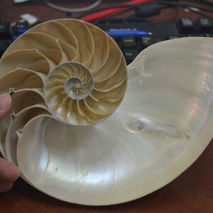 Natural CHAMBERED NAUTILUS Sea SHELL Cut Sliced Beach Craft 7 - Etsy