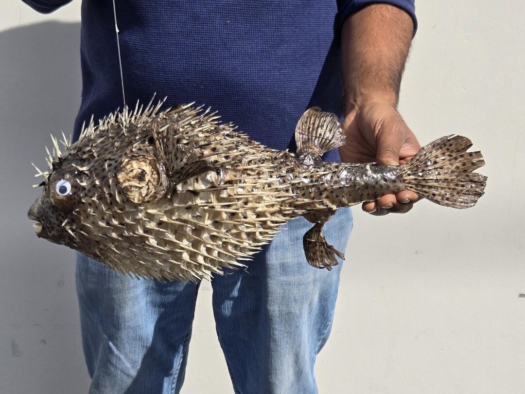 Porcupine PUFFER BLOWFISH 16" - Etsy