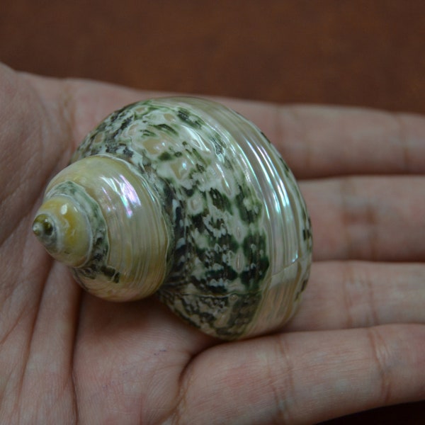 Hermit Crab Shell - Etsy