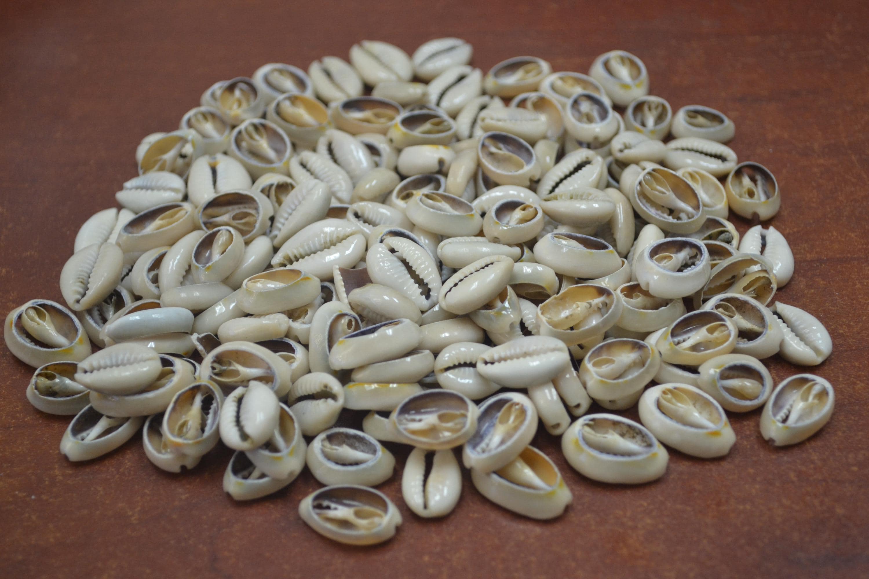 SMALL Bulk CUT COWRIE Shell One Pound - Etsy