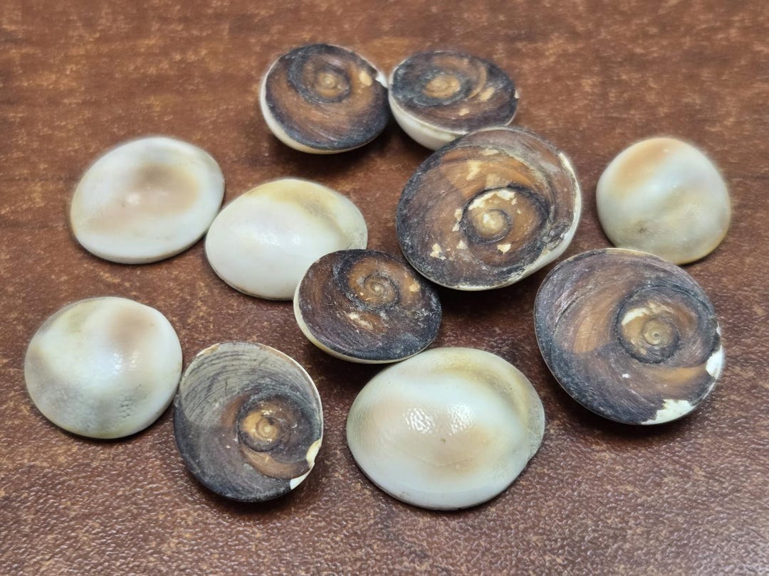 10 Pcs Tan SHIV EYE Operculum Shell 1/2" - 3/4" - Etsy