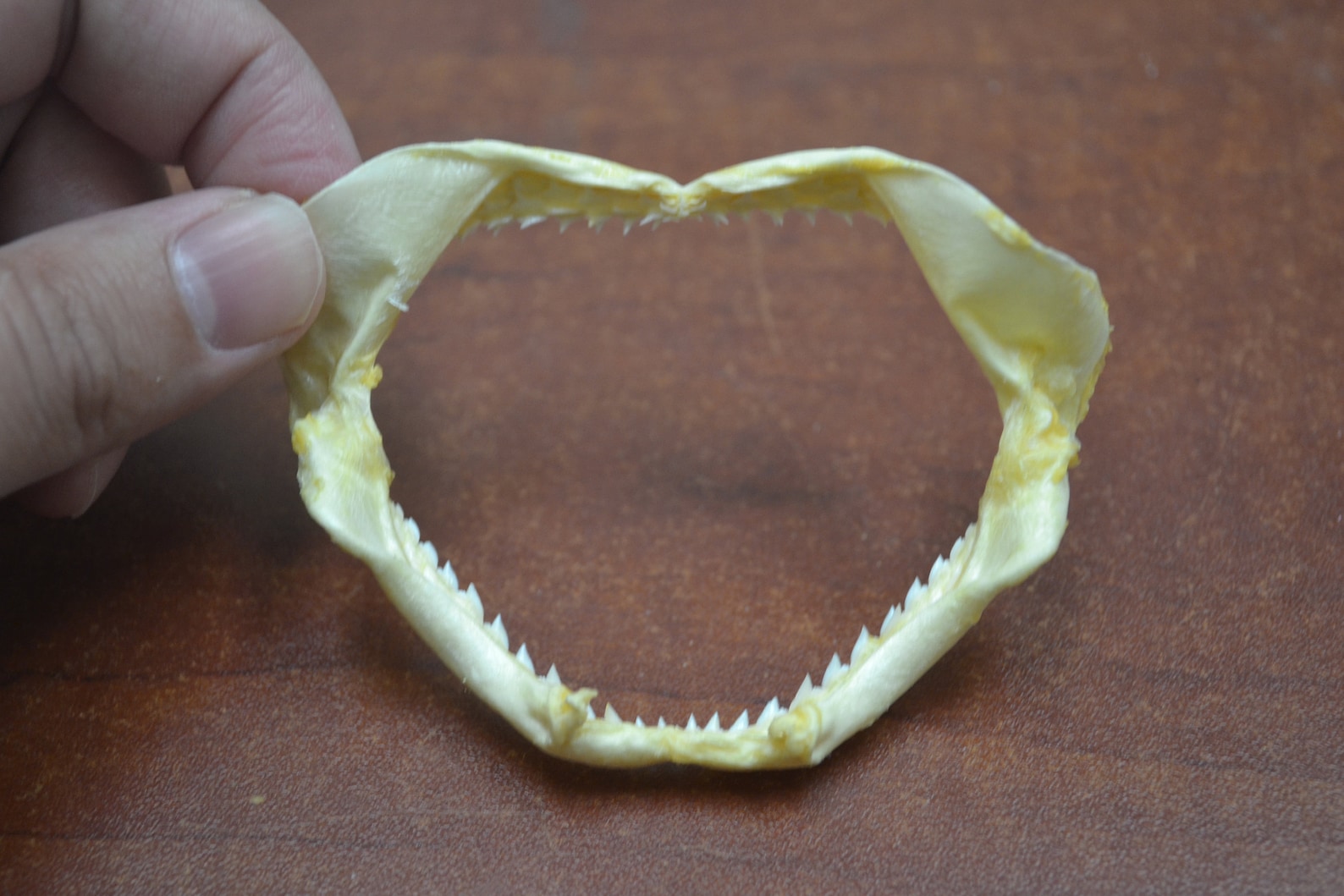 Baby SPINNER SHARK Teeth Tooth Jaw Mouth Decoration 3" - Etsy