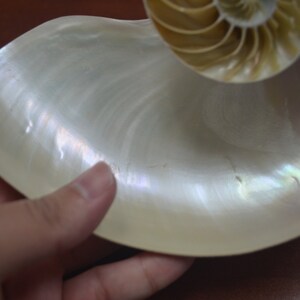 Natural CHAMBERED NAUTILUS Sea SHELL Cut Sliced Beach Craft - Etsy