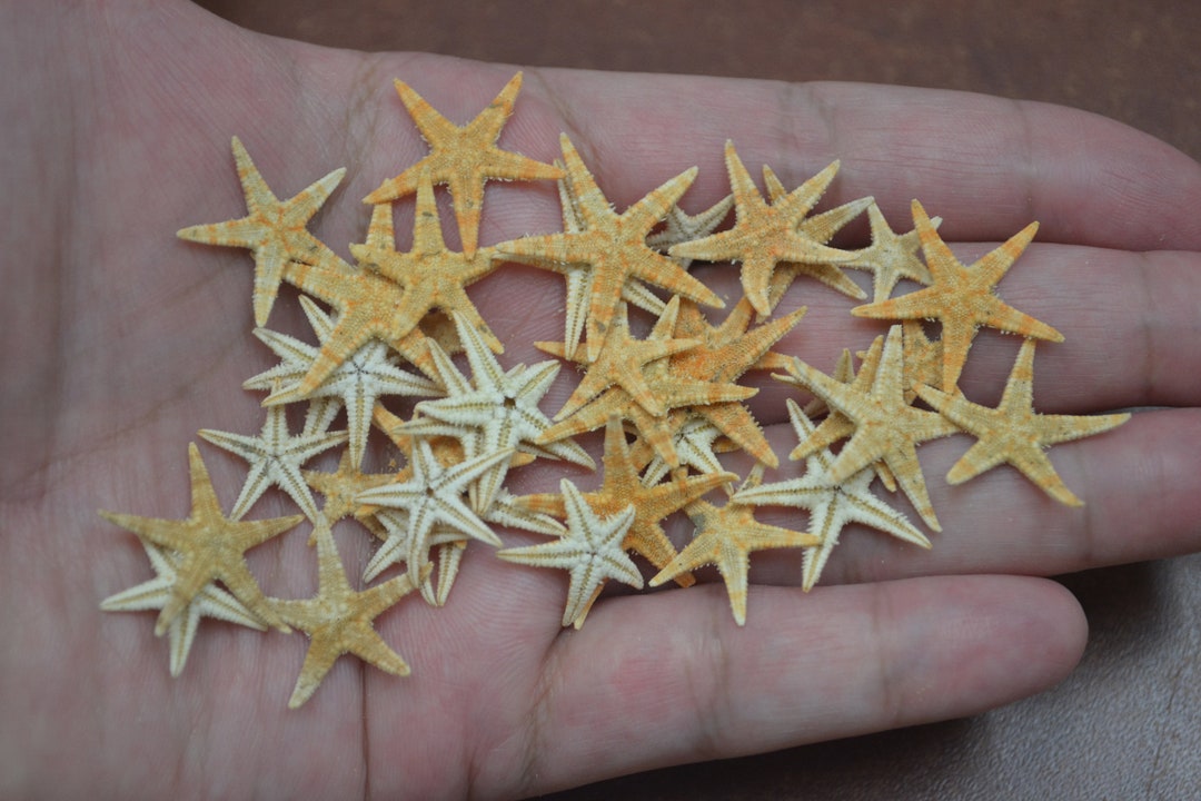 90 Pcs SMALL STARFISH Star Sea Shell 1/4" - 3/4" - Etsy