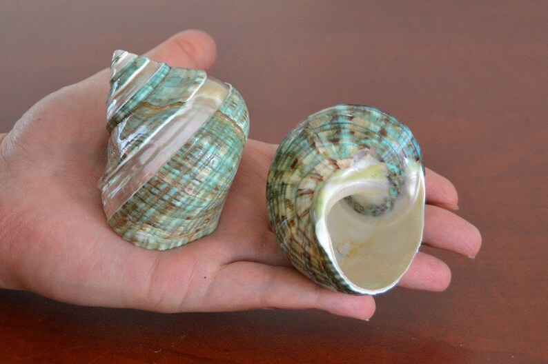 Polished Pearl GREEN JADE Banded Turbo Hermit CRAB Sea Shell 2 - Etsy