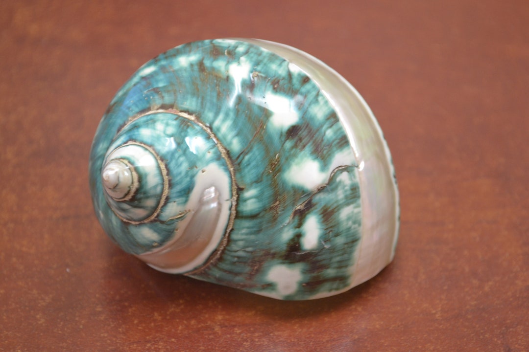 Green PEARL Banded JADE TURBO Sea Shell 3" - 3 1/2" - Etsy