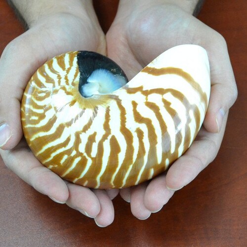 Large Brown Striped CHAMBERED NAUTILUS SHELL Decoration - Etsy