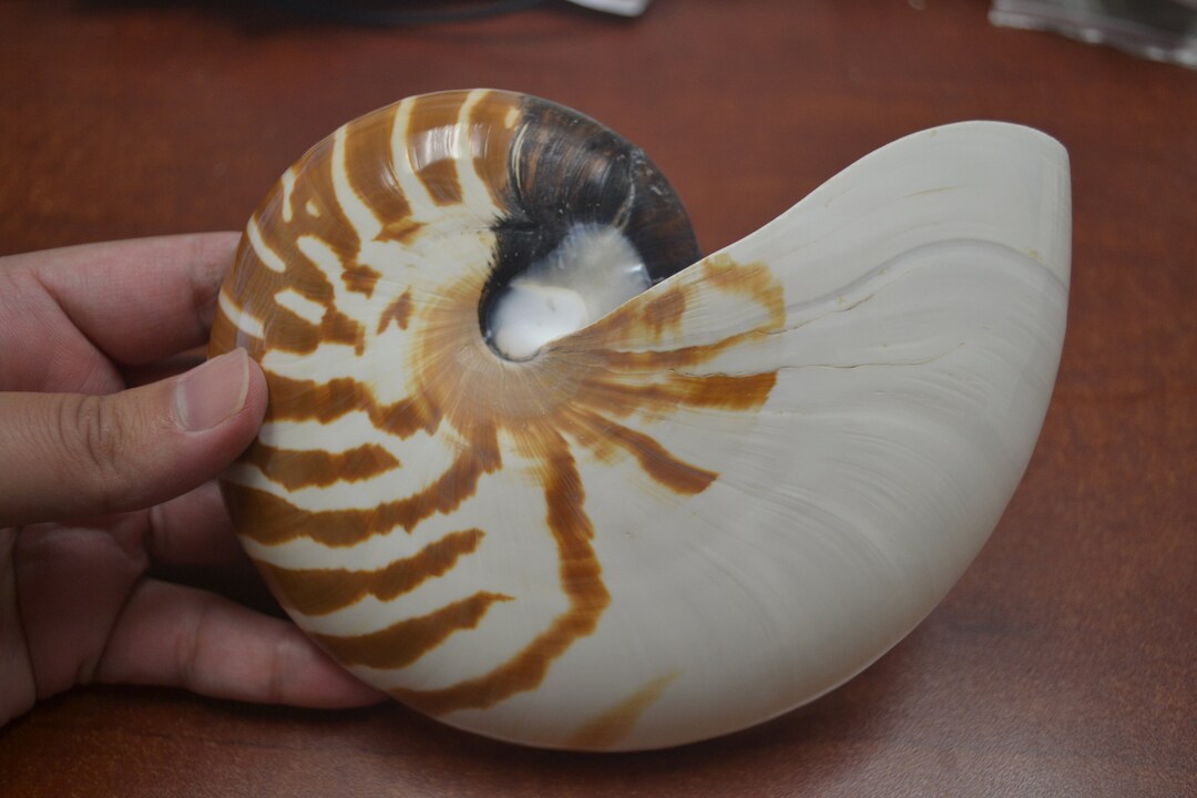Natural CHAMBERED NAUTILUS Sea SHELL Cut Sliced Beach Craft 6 - Etsy
