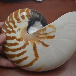 Natural CHAMBERED NAUTILUS Sea SHELL Cut Sliced Beach Craft 6 - Etsy