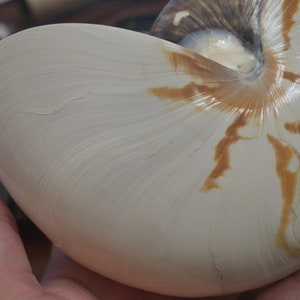 Brown Stripe CHAMBERED NAUTILUS Sea SHELL 6 1/2 - Etsy