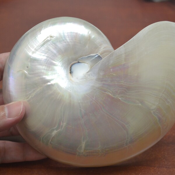 Nautilus Shell - Etsy