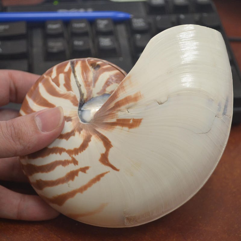 Large Nautilus Shell - Etsy