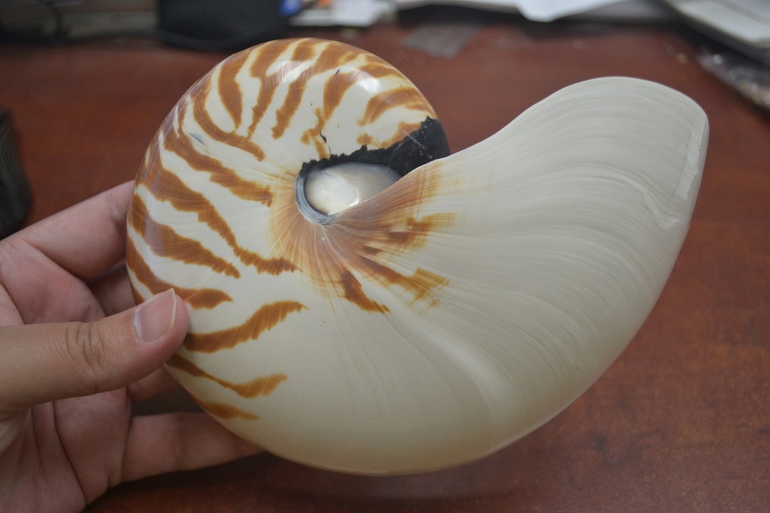 Natural CHAMBERED NAUTILUS Sea SHELL Cut Sliced Beach Craft - Etsy
