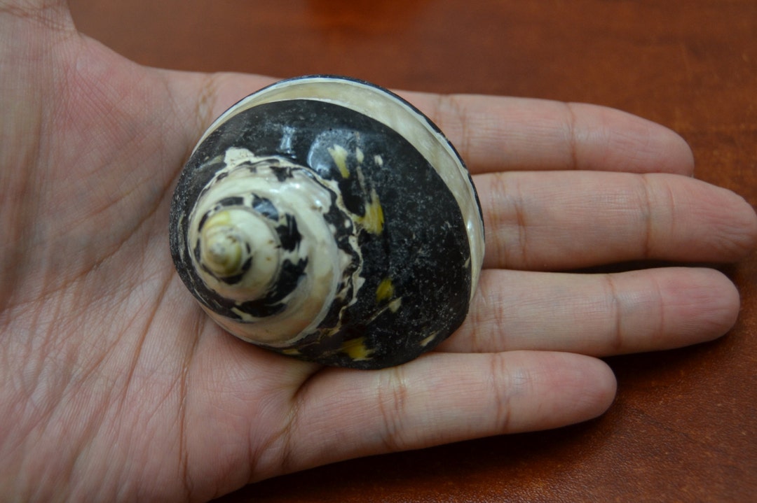 Black CYPREA PICA Turbo Hermit CRAB Sea Shell 2 2 - Etsy