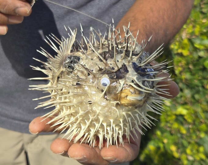 Real Porcupine Blow, Puffer Fish Taxidermy Preserved Quality Specimen ...