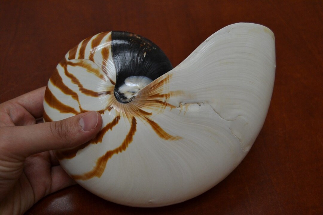 Large Brown Striped CHAMBERED NAUTILUS SHELL Decoration - Etsy