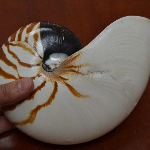 Large Brown Striped CHAMBERED NAUTILUS SHELL Decoration - Etsy