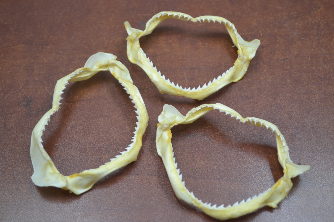 3 Pcs Baby SPINNER SHARK Jaws 3" - Etsy
