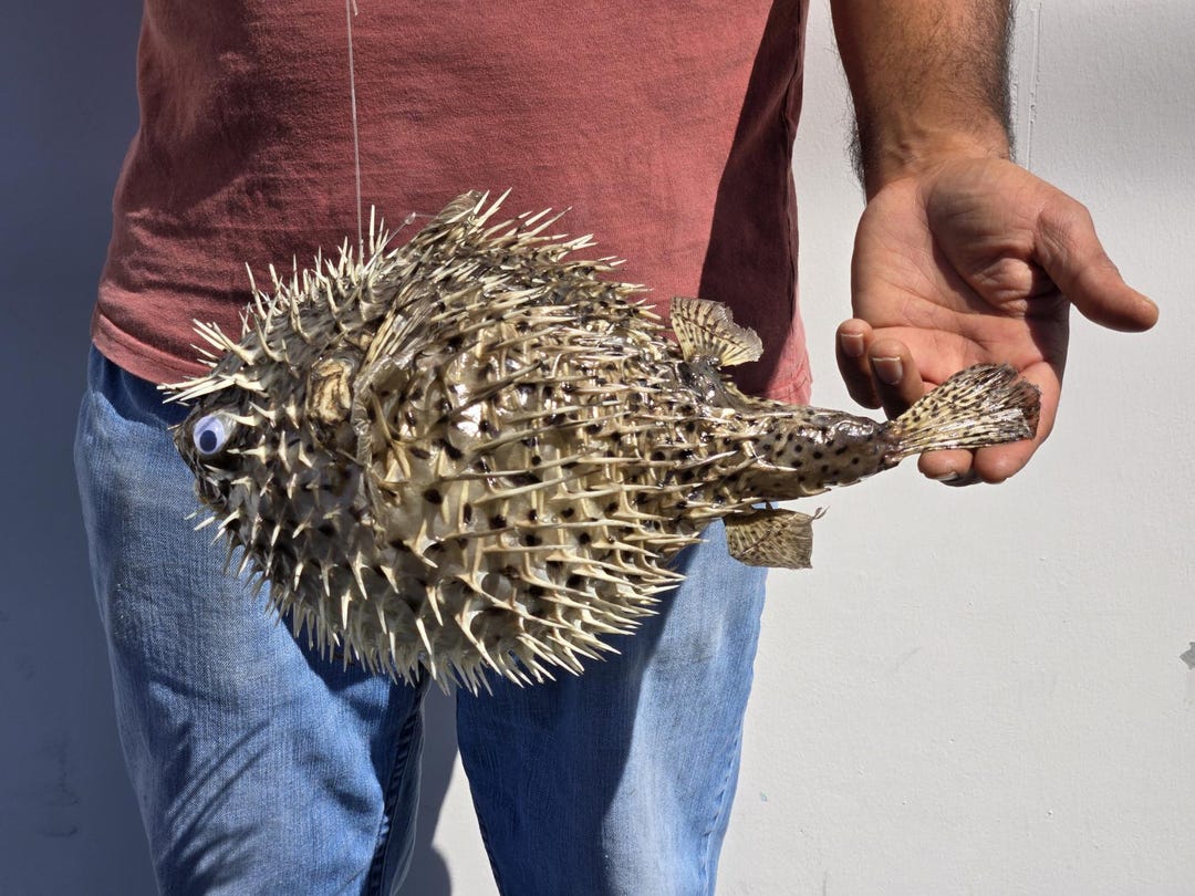 Porcupine PUFFER BLOWFISH 10" - Etsy