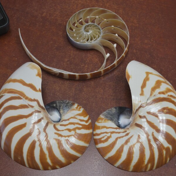 Chambered Nautilus - Etsy