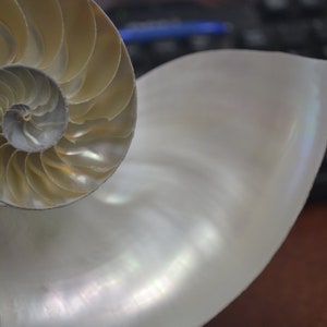 Half CHAMBERED NAUTILUS Sea SHELL Cut Sliced 6 - Etsy