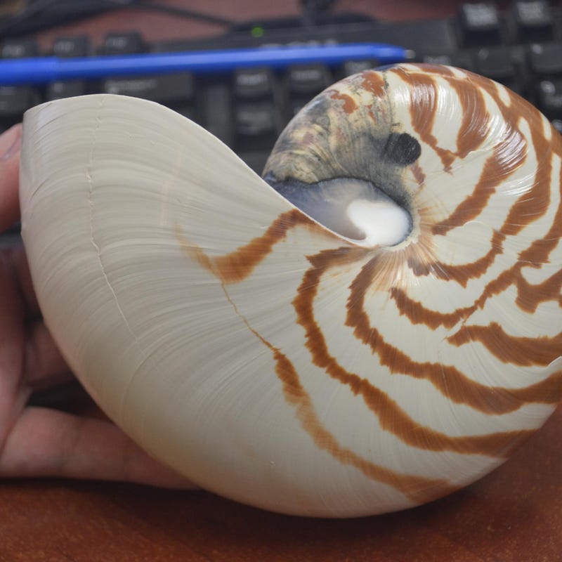 Large Nautilus Shell - Etsy