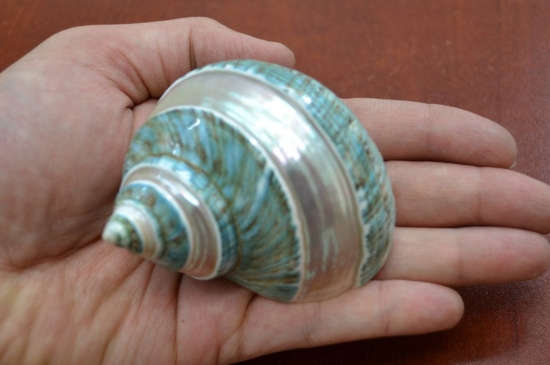 Polished GREEN JADE Banded Turbo Hermit CRAB Sea Shell 3 1/2" - 4" - Etsy