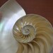 Natural CHAMBERED NAUTILUS Sea SHELL Cut Sliced Beach Craft 6 - Etsy