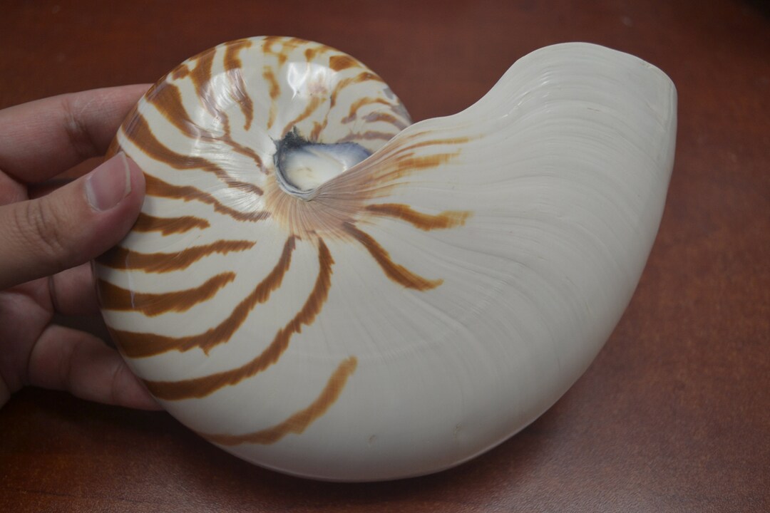 Natural CHAMBERED NAUTILUS Sea SHELL Cut Sliced Beach Craft - Etsy