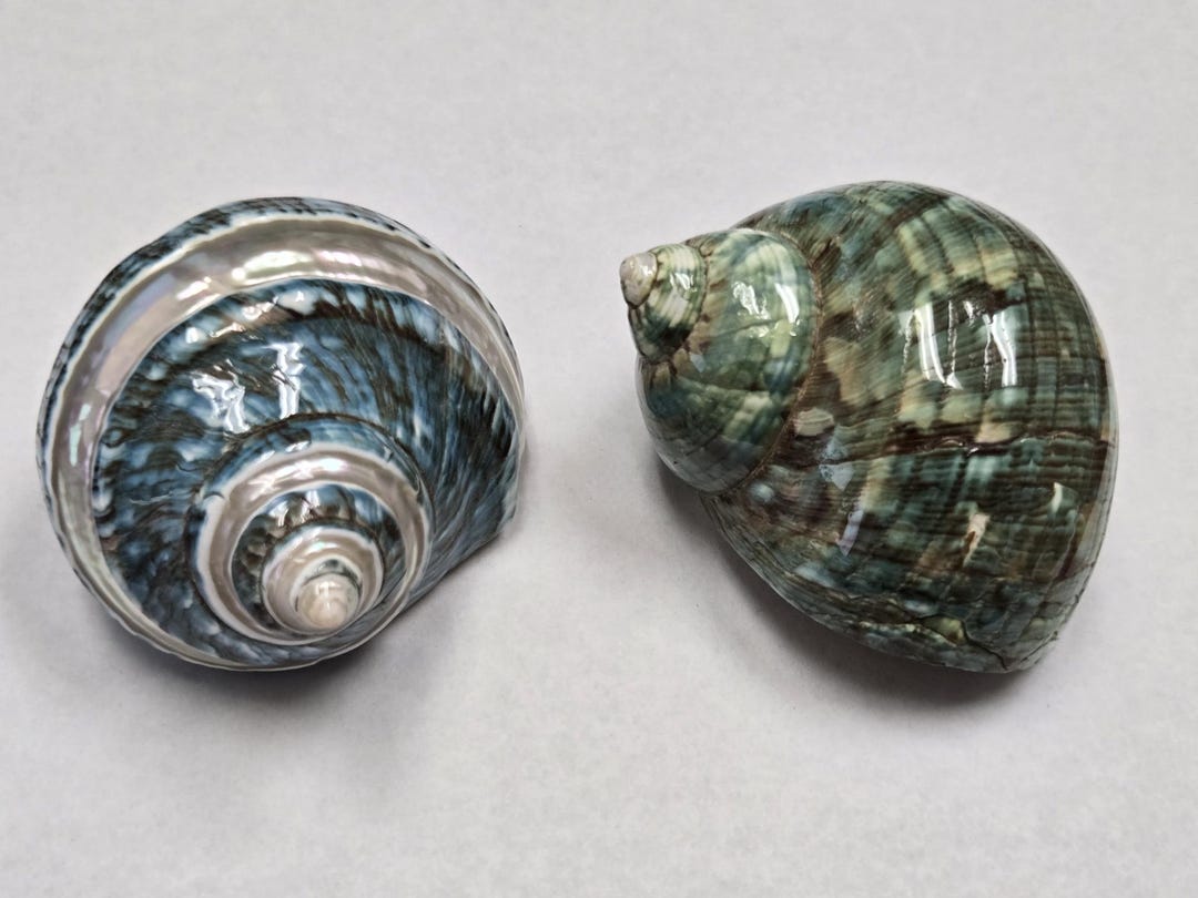 2 Pcs Green PEARL JADE TURBO Shell 2" - 2 1/2" - Etsy