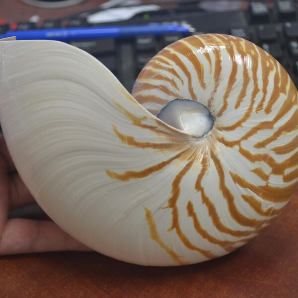 Large Nautilus Shell - Etsy