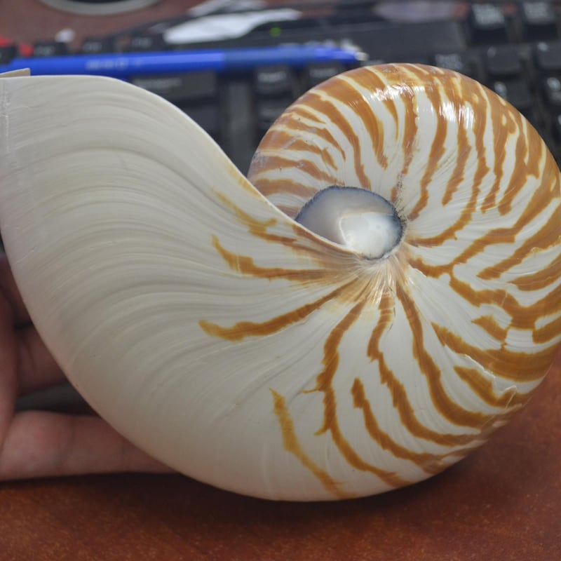 Large Nautilus Shell - Etsy