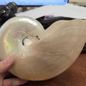 White PEARL NAUTILUS SHELL 7" - Etsy