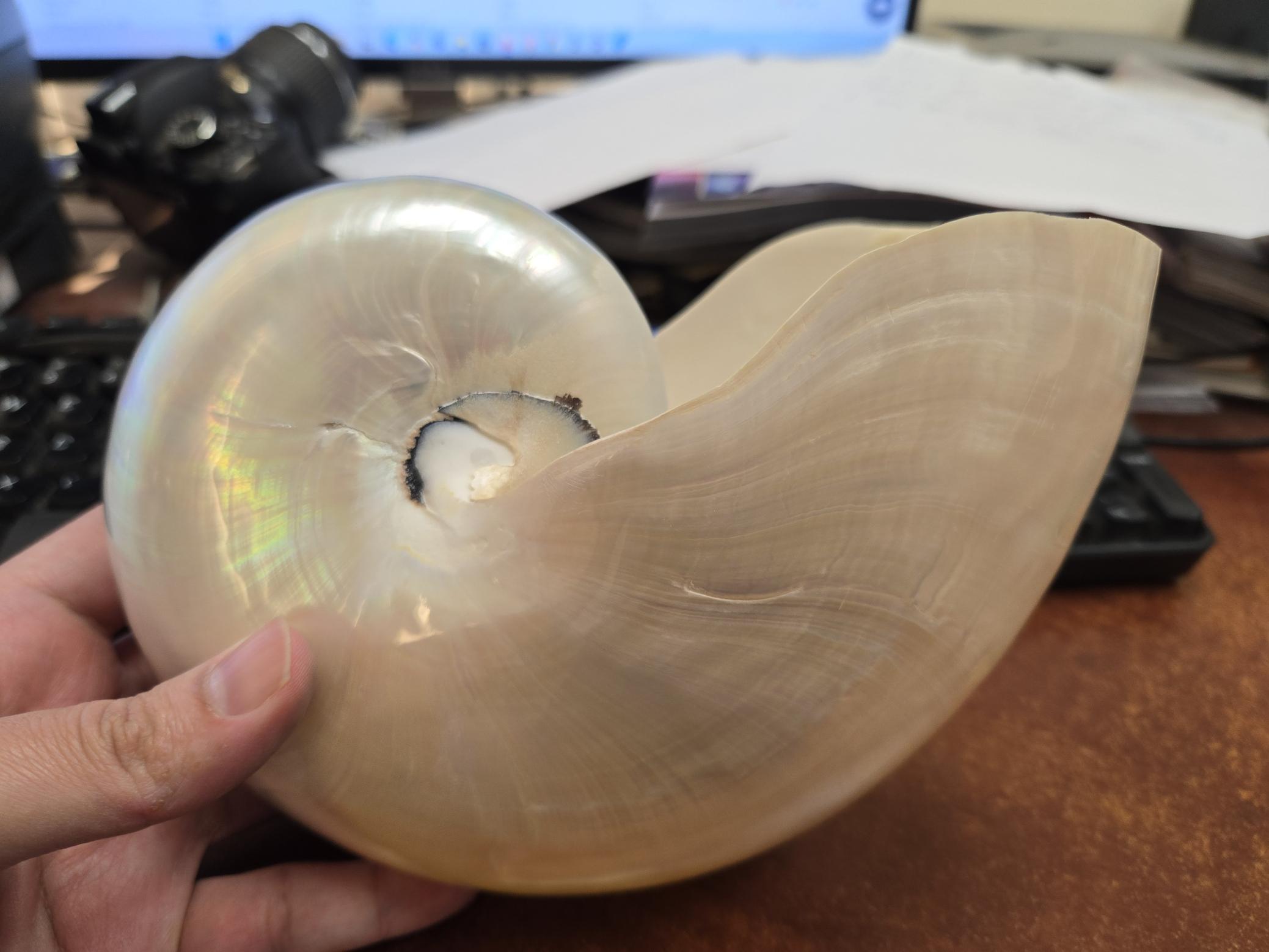 White PEARL NAUTILUS SHELL 7" - Etsy