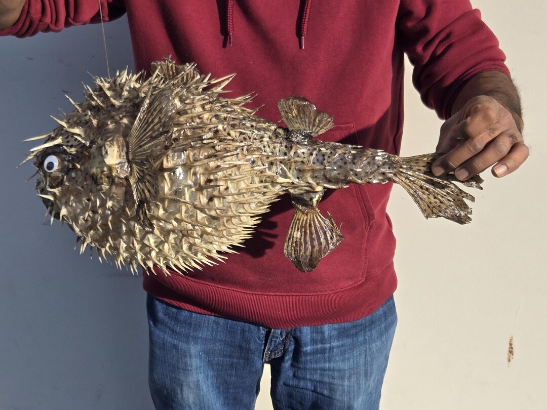 Porcupine PUFFER BLOWFISH 21" - Etsy