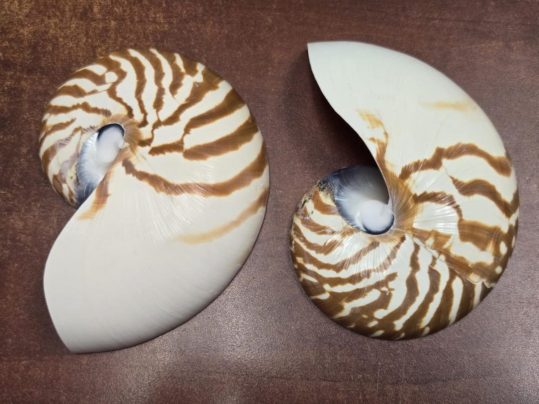 2 Pcs Half SLICED Striped CHAMBERED NAUTILUS Shell 6" - Etsy