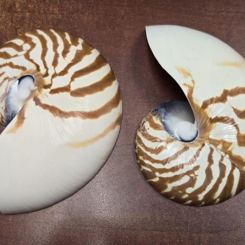 Sliced Shell - Etsy